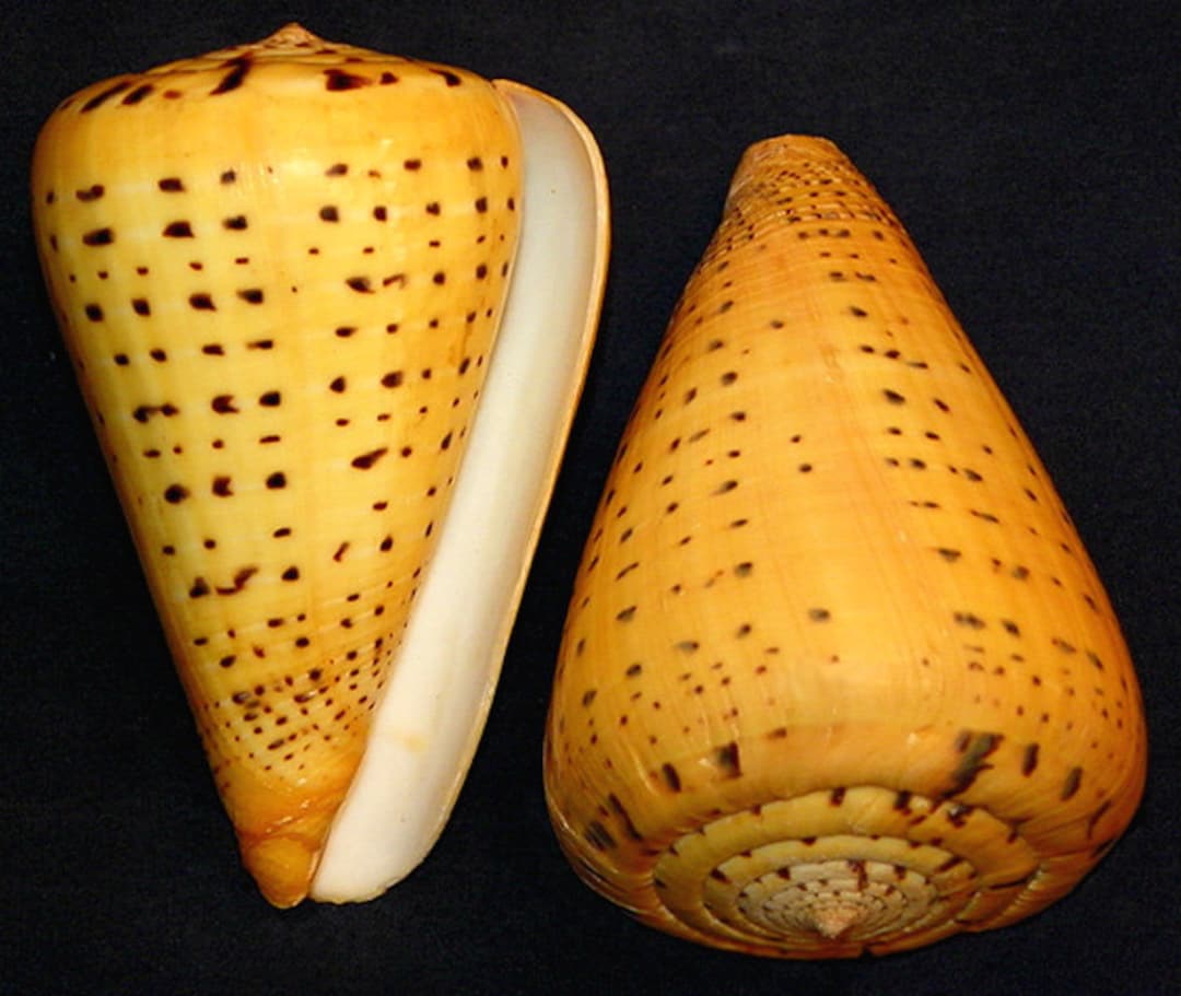 Beech Cone Conus Betulinus Seashell ~ Select ~ (2-1/2"-3") (3"-3-1/2" (1 Shell) - Etsy