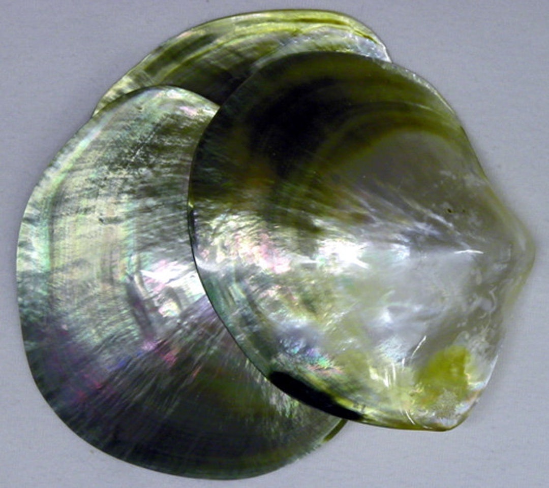 Polished Natural Black Lip Oyster Shell MOP Mother of Pearl 3-1/24 ...