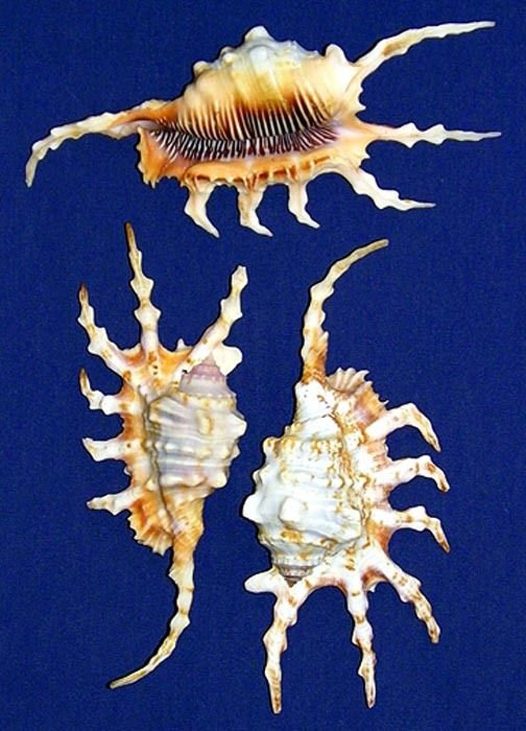 Lambis Scorpion Spider Conch Shells ~ 4"-5"~ Seashell Craft (1 Shell ...