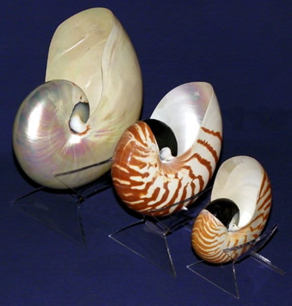 Nautilus Seashell Clear Lucite Cup Display Stands. ~ Sm. Med. and Lg ...