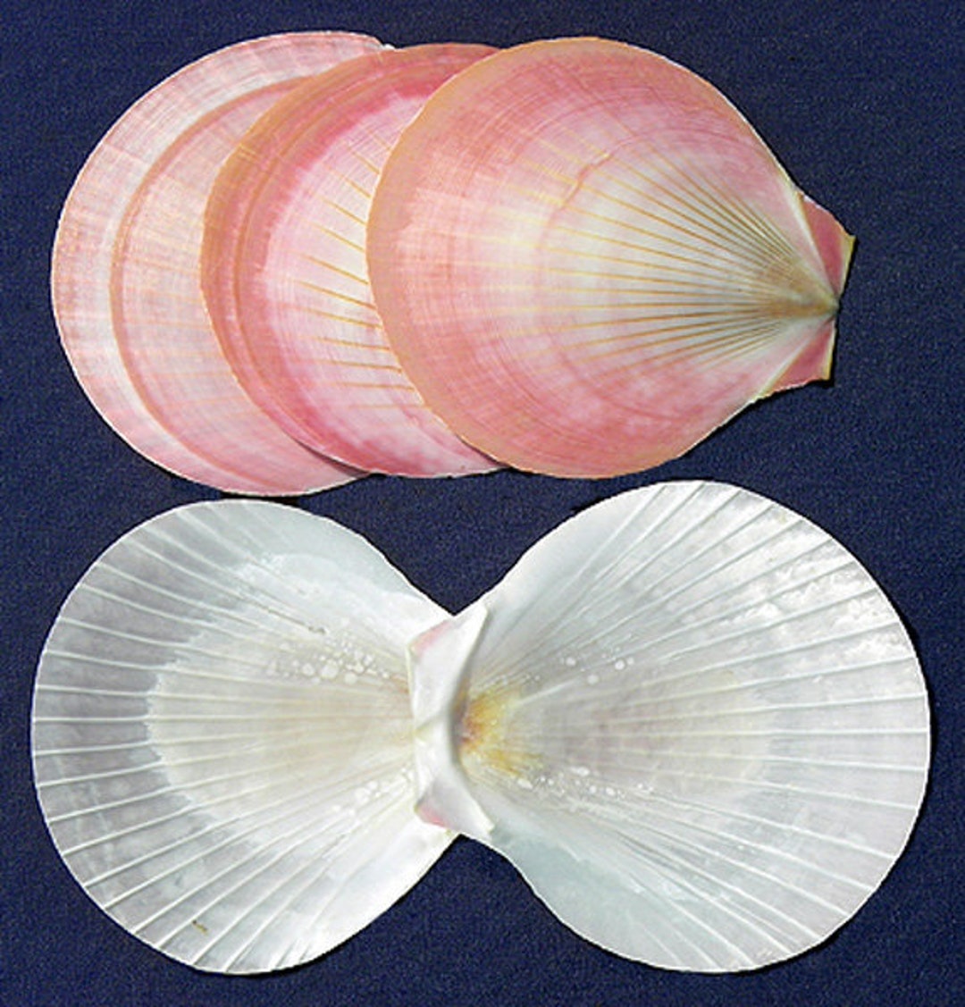 Pink Sun Moon Scallop Half Shells~flat Craft Seashells (india)~2"-2-1/2 ...