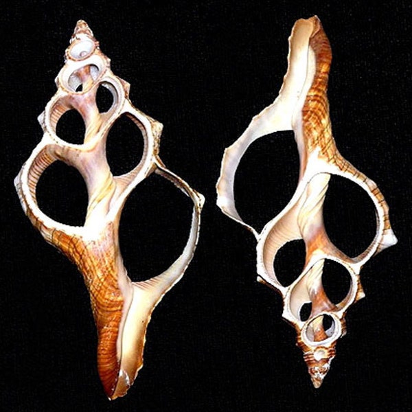 Sliced Shells - Etsy