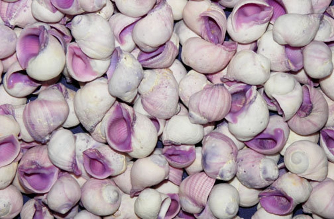 Cebu Beauty Snail Shells 1/2"-3/4"~jewelry Seashell Supplies~ (20 ...