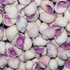 Cebu Beauty Snail Shells 1/23/4jewelry Seashell - Etsy