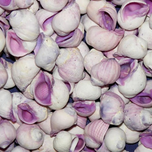 Cebu Beauty Snail Shells 1/23/4jewelry Seashell - Etsy