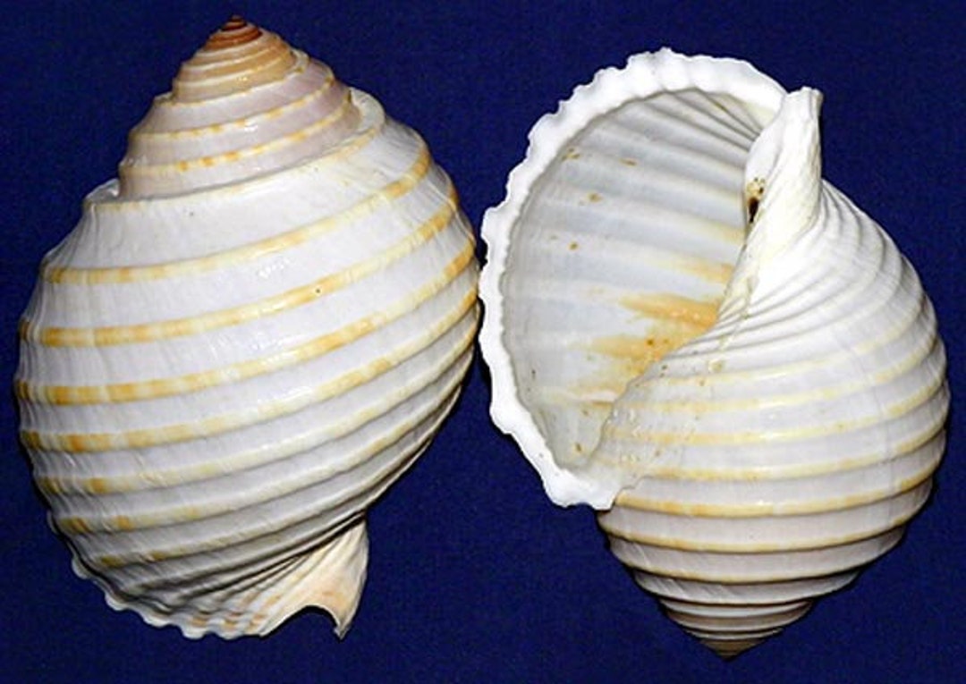 Large Tun Tonna Costate Allium Seashell 3-1/2"-4" (1 Shell) - Etsy