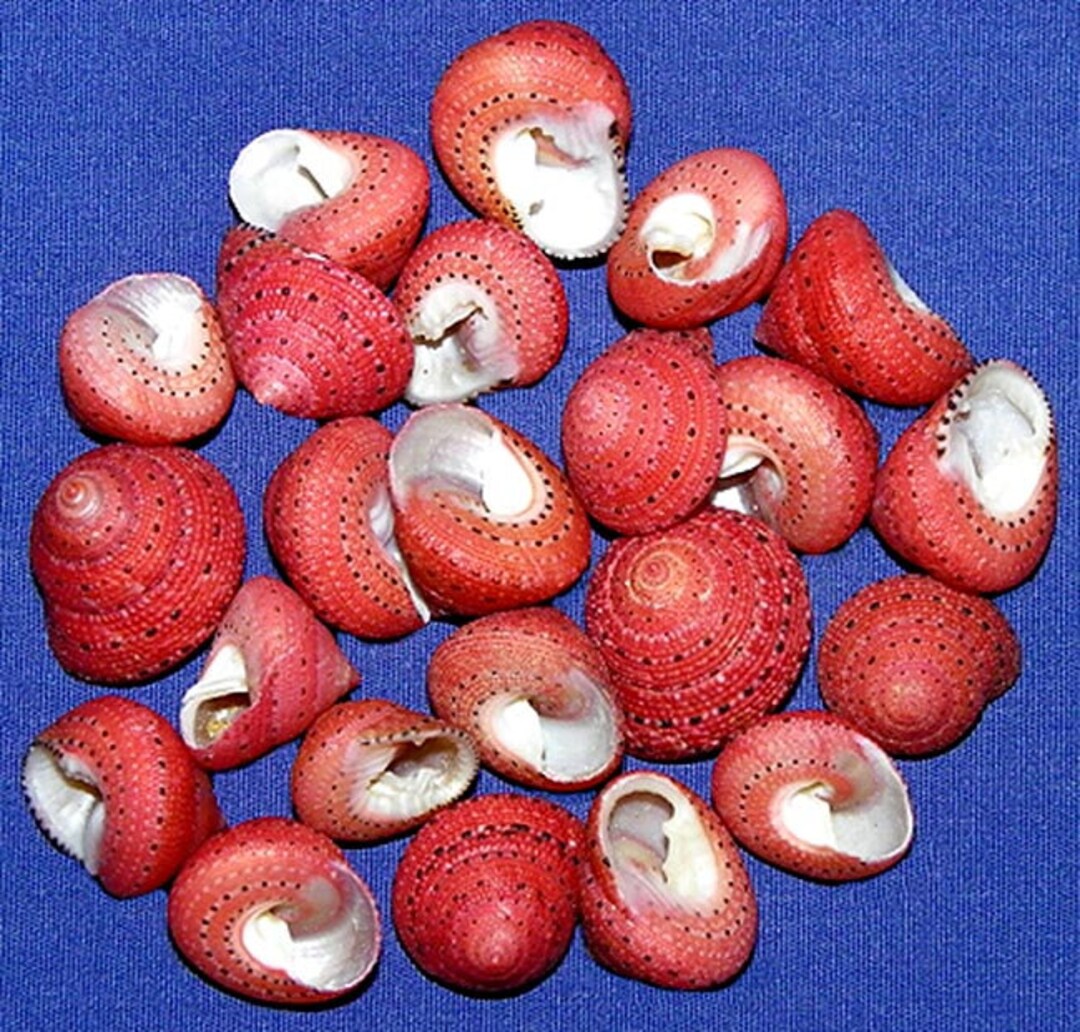 Strawberry Top Seashells (clanculus Puniceus) Craft Shells ~ 1/2"-3/4 ...
