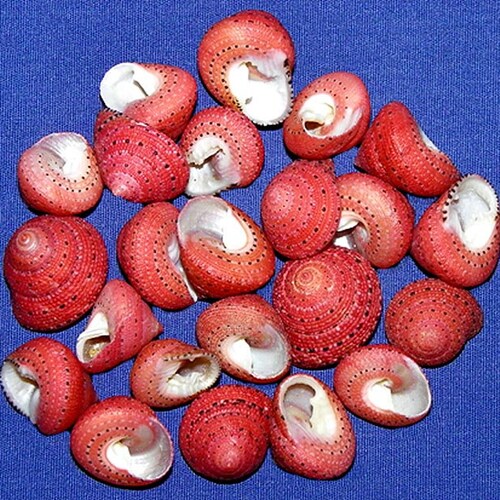 Strawberry Top Seashells clanculus Puniceus Craft Shells - Etsy
