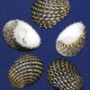Pecten Pallium Scallop Paired Seashells (top and Bottom Not Glued) ~ 2 ...