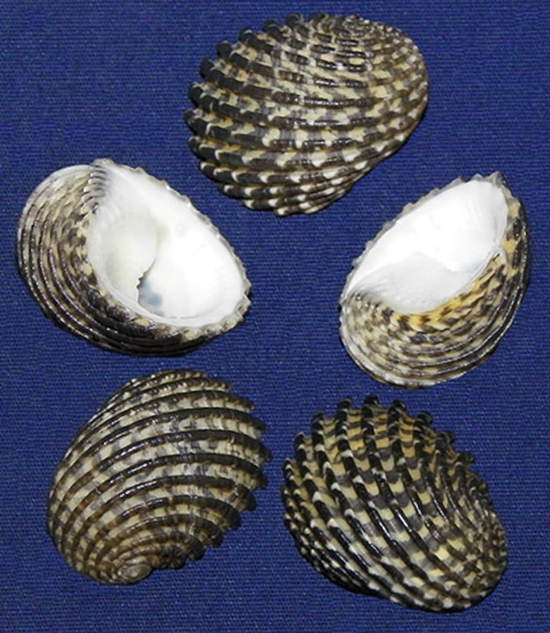 Nerita Exuvia Shells (snake Skin) (3/4") ~ (24mm.) (2 Shells) - Etsy