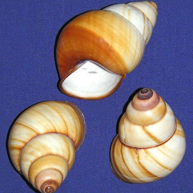 Hermit Crab Shell - Etsy