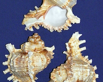 Lace Murex Seashell - Etsy