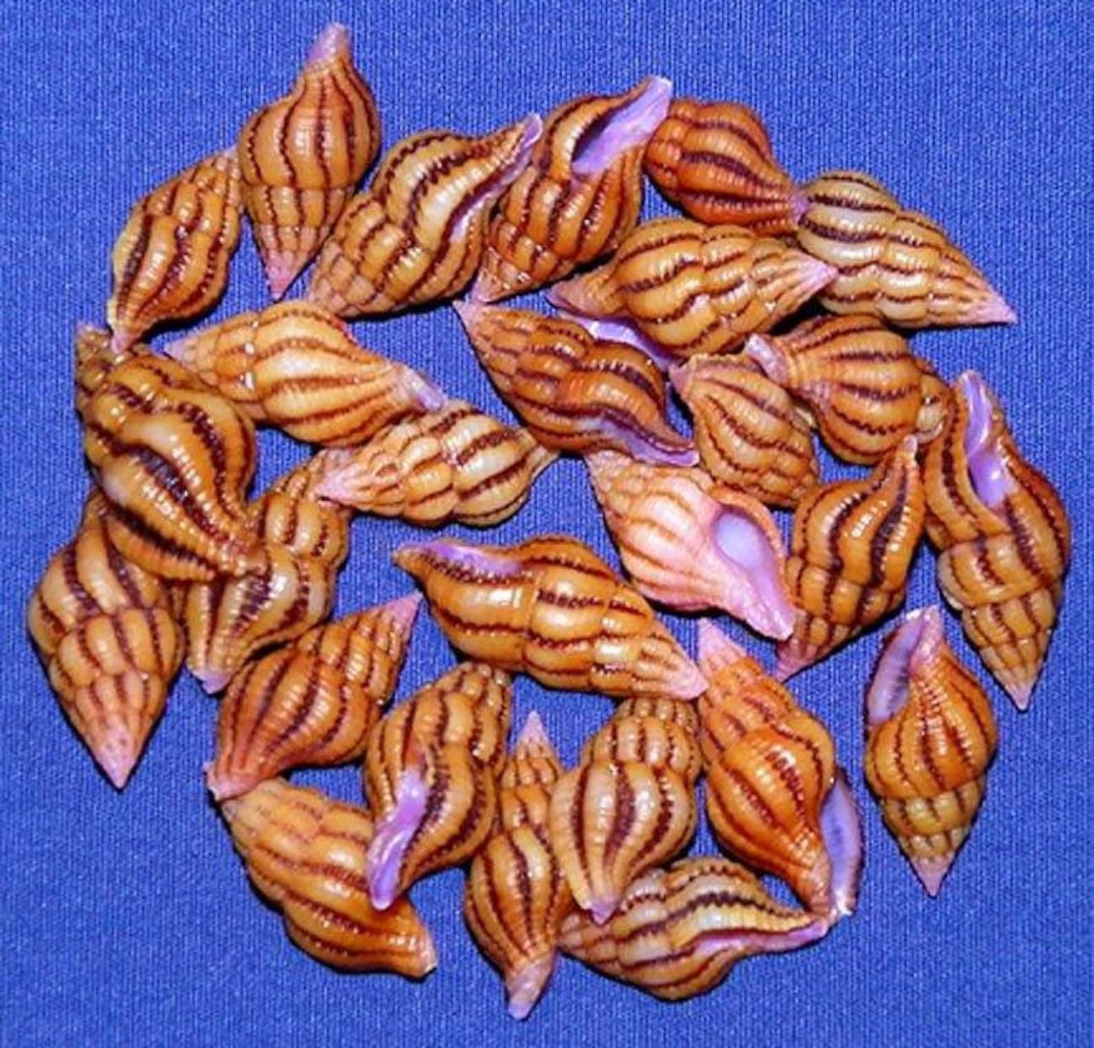 Peristernia Reincarnata (tulip/spindle Shell) 19mm.-27mm. (3/4"-1-1/8 ...