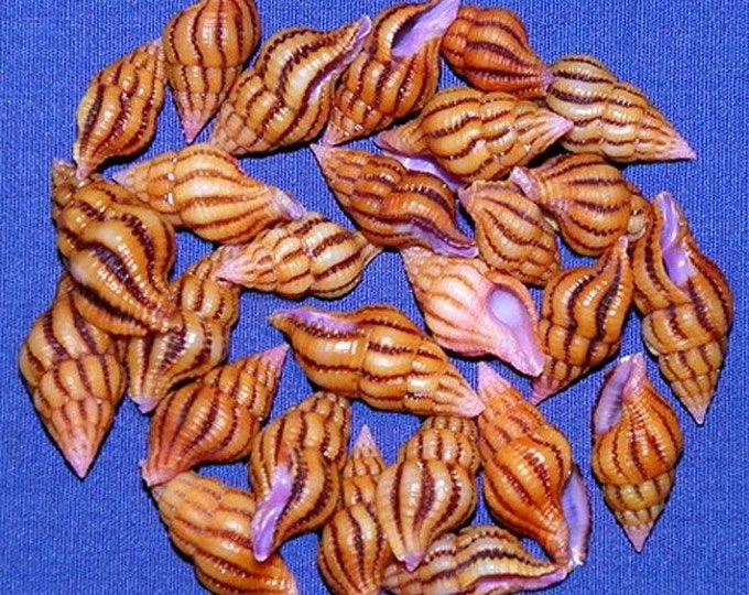 Peristernia Reincarnata tulip/spindle Shell 19mm.27mm. - Etsy