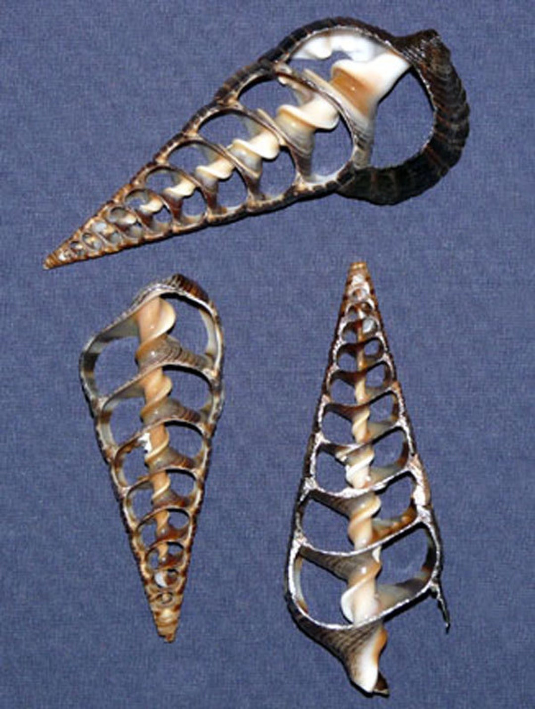 Telescopeium Auger Seashell Center Cut Sliced ~2"-2-1/2" (5 Shells) - Etsy