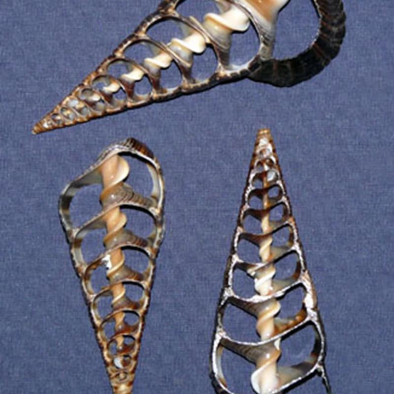 Cut Seashells - Etsy