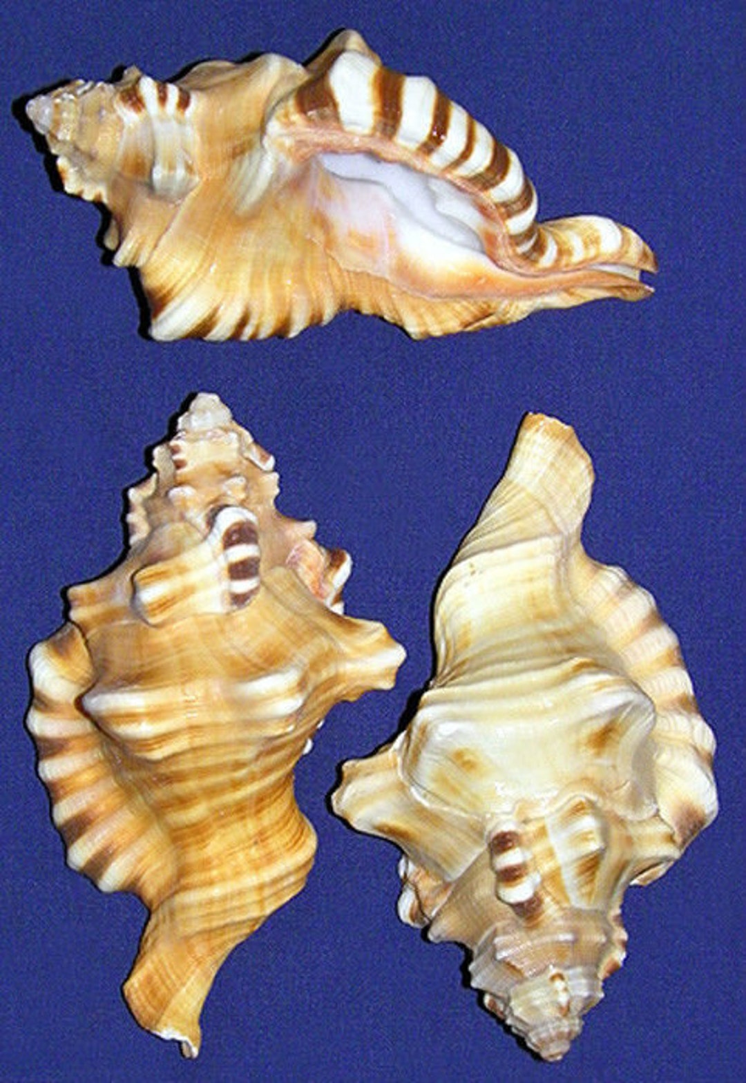 Cymatium Perryi Triton Shell 4" (1 Shell Each) - Etsy