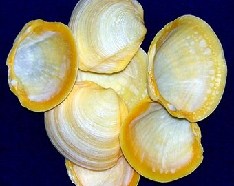 Buttercup Shells - Etsy