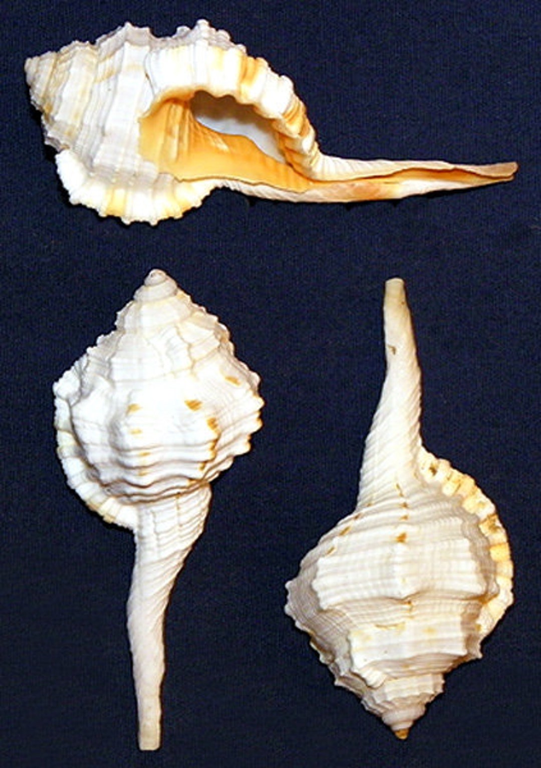 Cymatium Caudatum ~ Bent Neck Triton Seashell 2"-3" (1 Shell) - Etsy