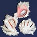 Center Cut Sliced White Chula Craft Shells select 11-1/2 10 Shells - Etsy