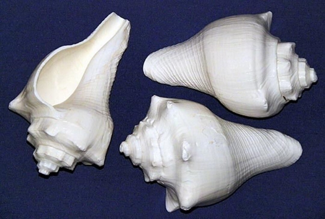 Hemifusus Pugilinus White Polished Vole Conch Shells 2.5"- 3"~ Craft ...