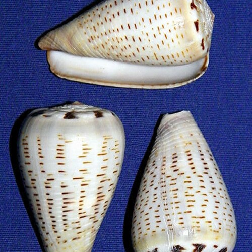 Conus Virgo Virgin Cone Shell 3 3-1/2 Craft - Etsy