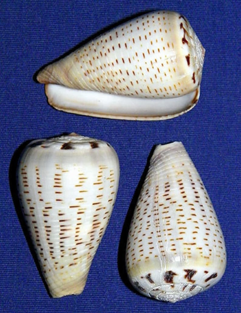 Conus Glaucus - Gray Cone Shell 1"- 1-1/2" Seashell Craft/supply ~ (2 ...