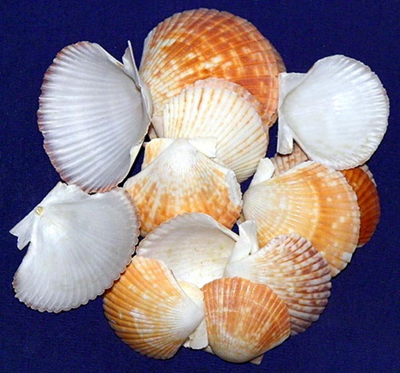 Pecten Pyxidata Cup, Clam, Scallop, Craft Shells 1 1-1/2 100 Top Half ...