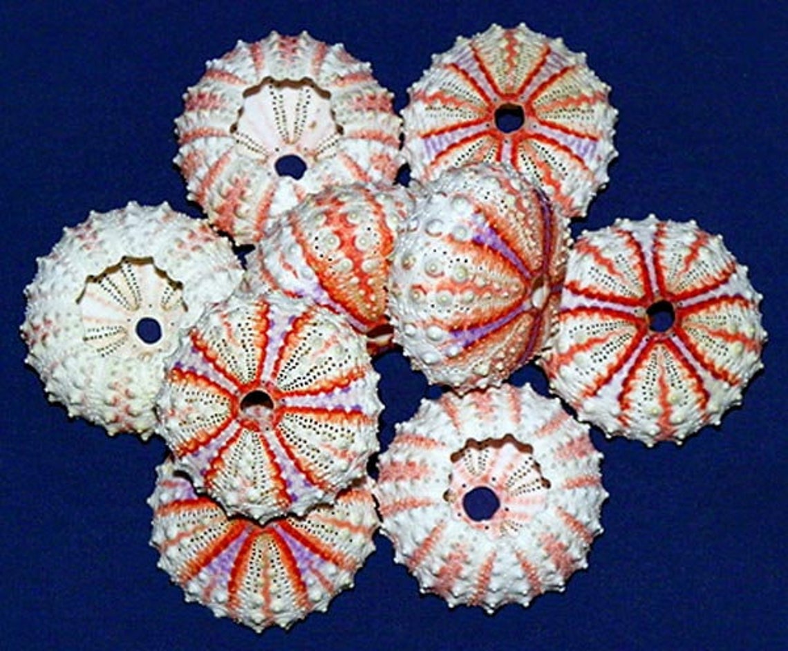 Coelopleurus Maculatus Sea Urchin Approx. 33mm. - Etsy