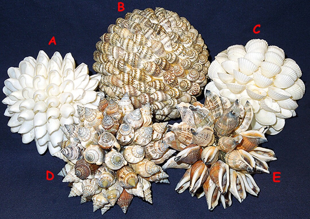 Seashell Shell Balls, Orbs 3 Bubble, Nassa, Cockle, Urceus, Chula ...