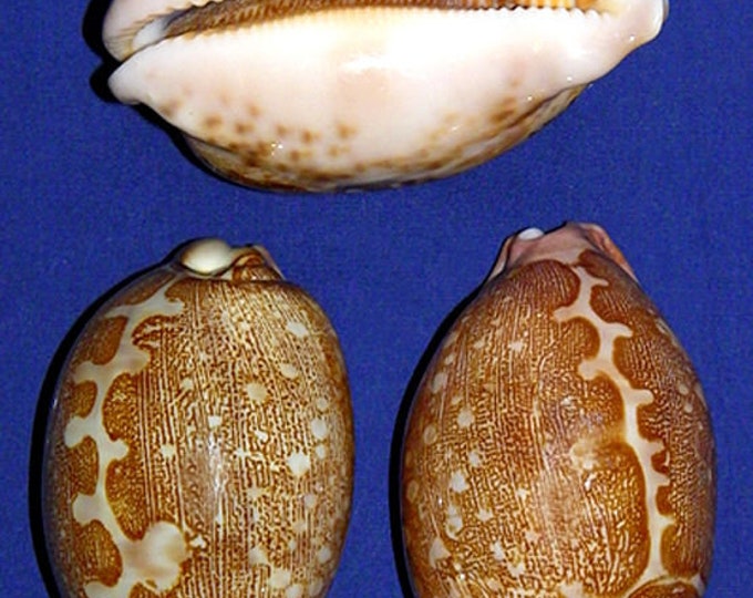 Cypraea Mappa Map Cowrie Cowry Seashell 2-1/2 3 - Etsy