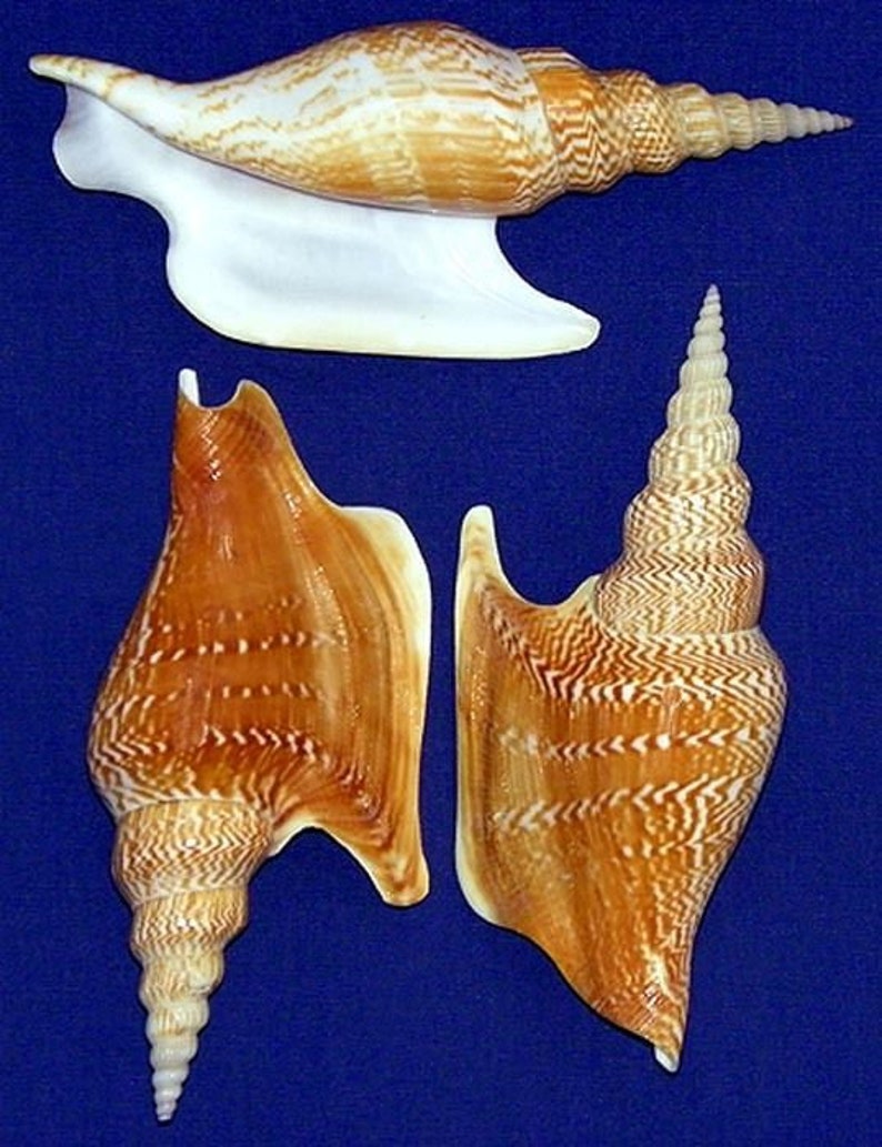 Polished Natural Strombus Listeri Conch Shell 45 Craft Seashell 1 Shell ...