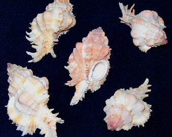 Cebu Beauty Snail Shells 1/23/4jewelry Seashell - Etsy