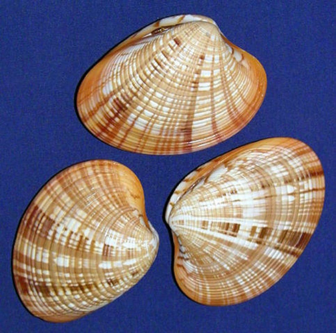 Sunset Callista Erycina Glued Pair Clam Shells~ 2-1/2"~ Craft Supply ...