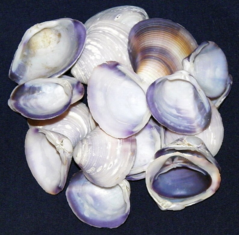 Purple Violet White Clam Half Shells Approximately 300 - Etsy