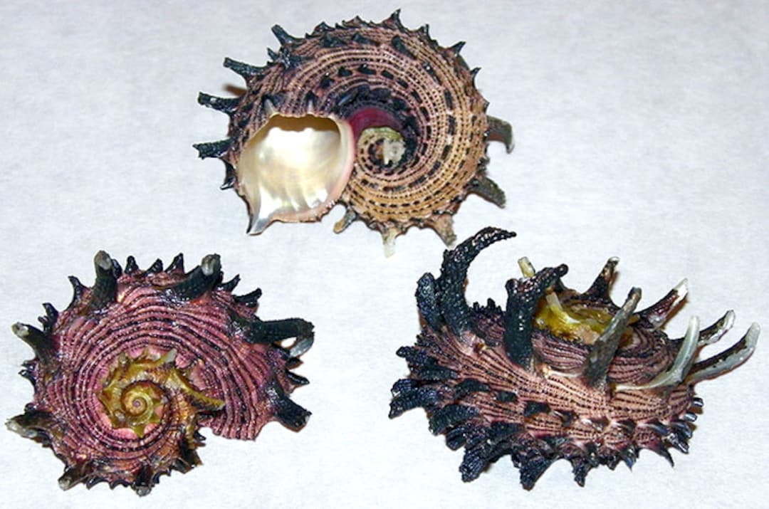 Angaria Delphinus Melanacantha "imperial Delphinula" Approx. (1-7/8 ...