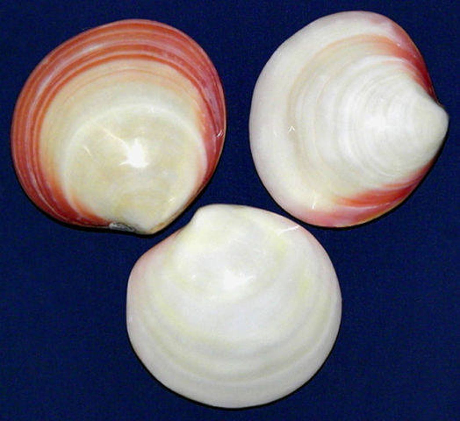 Polished Tiger Clam Shells 3 Glued Pair Craft Seashell Supply 1 Clam - Etsy