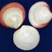 Pink Purple Half Scallop Shells,pecten,clam,cockle (2-1/2"-3") Color ...