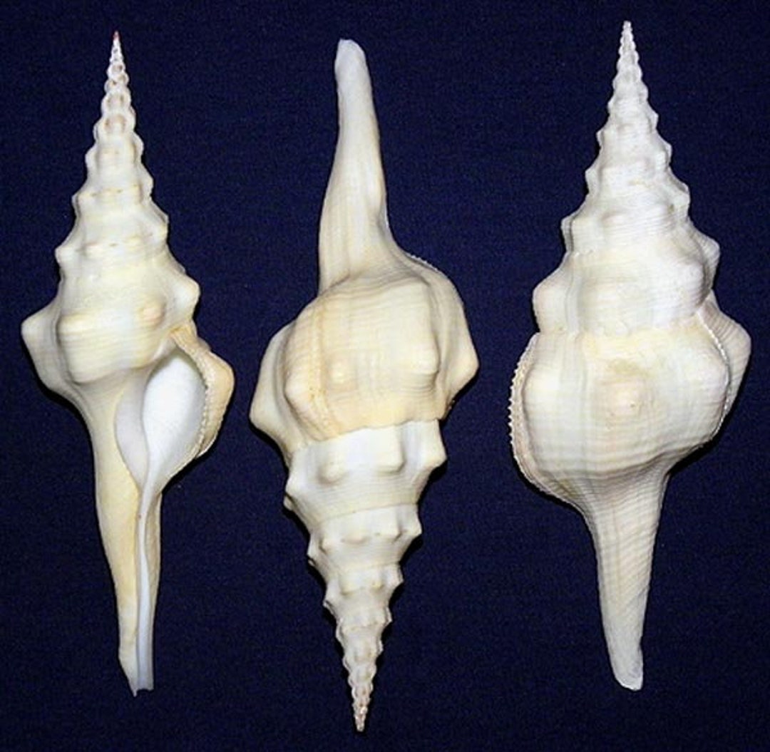 Fusinus Unsatus Wavy Spindle Seashell 7"-8"~ Grade B (1 Shell) - Etsy