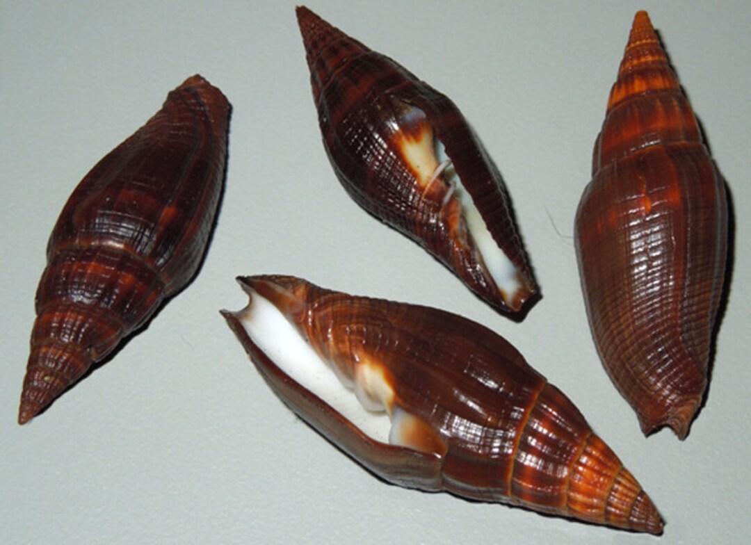 Vexillum Vulpecula ~ Mitra Shell ~ (50mm./2') F+++ Specimen Collector ...