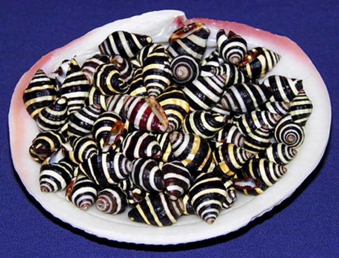 Beehive Bumblebee Snail Shells 1/2". ~ Craft and Jewelry Seashell ...