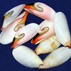 Center Cut Sliced White Chula Craft Shells select 11-1/2 10 Shells - Etsy