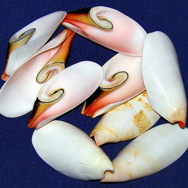 Cut Seashells - Etsy