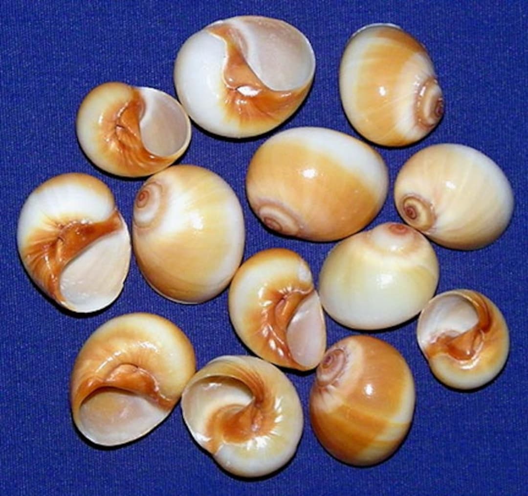 Makakun Moon Snail Shells ~ 3/4"-1" Tan/white~natural Natica Seashells ...