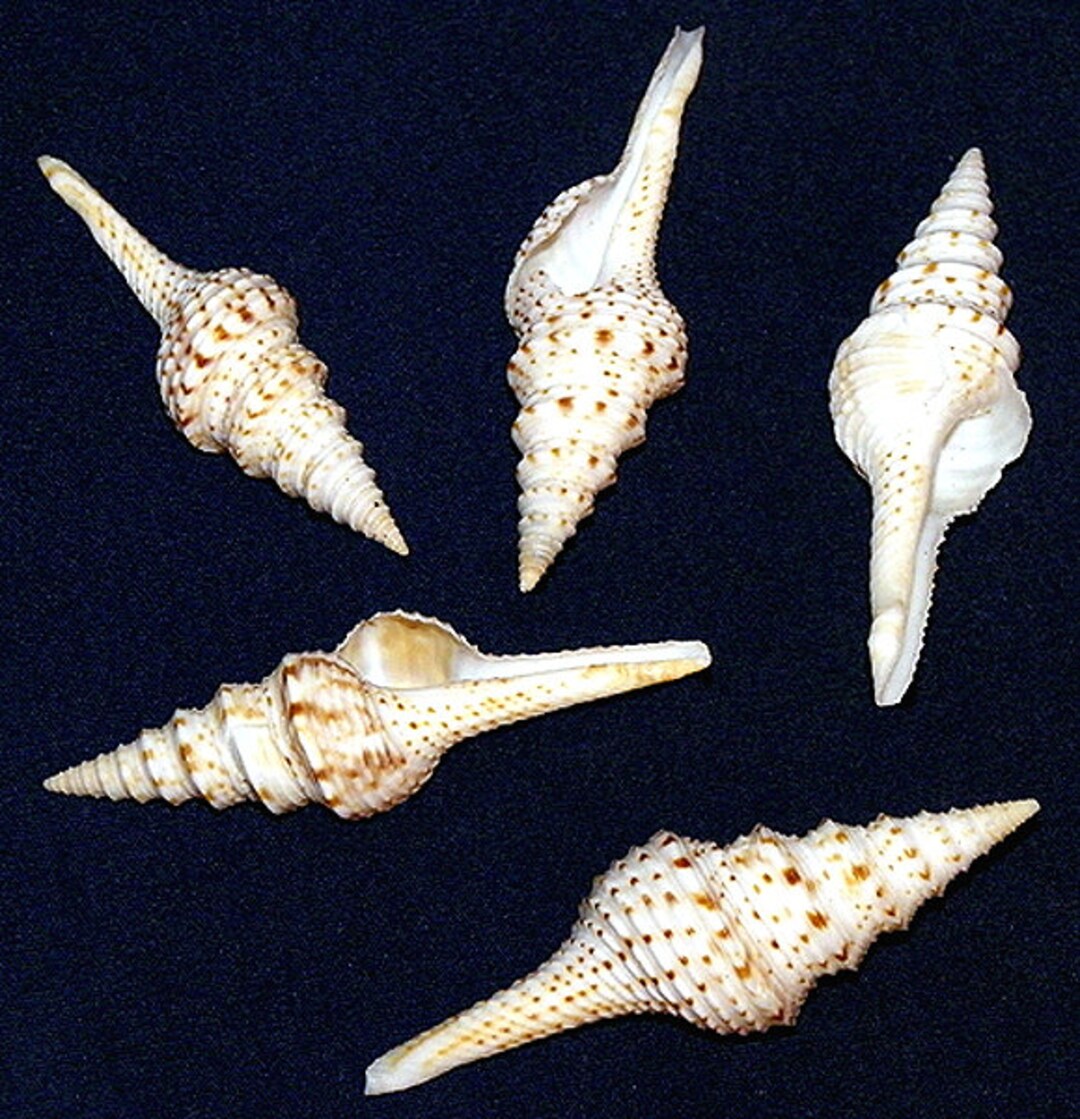 Turris Babylonia Spindle Craft Seashell 1-1/22 2 - Etsy