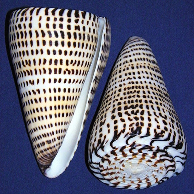 Large Lettered Cone Shells Letter Litteratus Conus Seashells Spotted ...