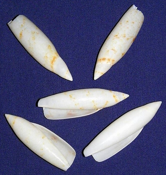 Terebellum Auger Conch Seashells 1-1/2 2 - Etsy