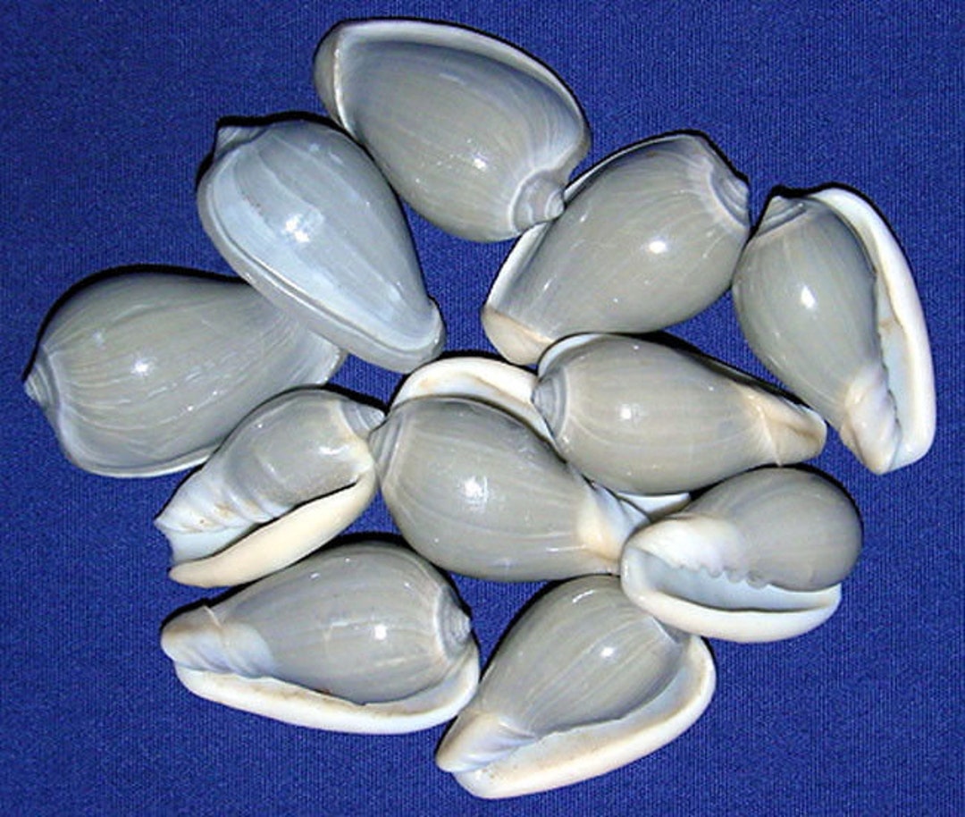 Marginella Strigata Shells 38mm/1-1/4" ~ Craft Seashells (2 Seashells ...