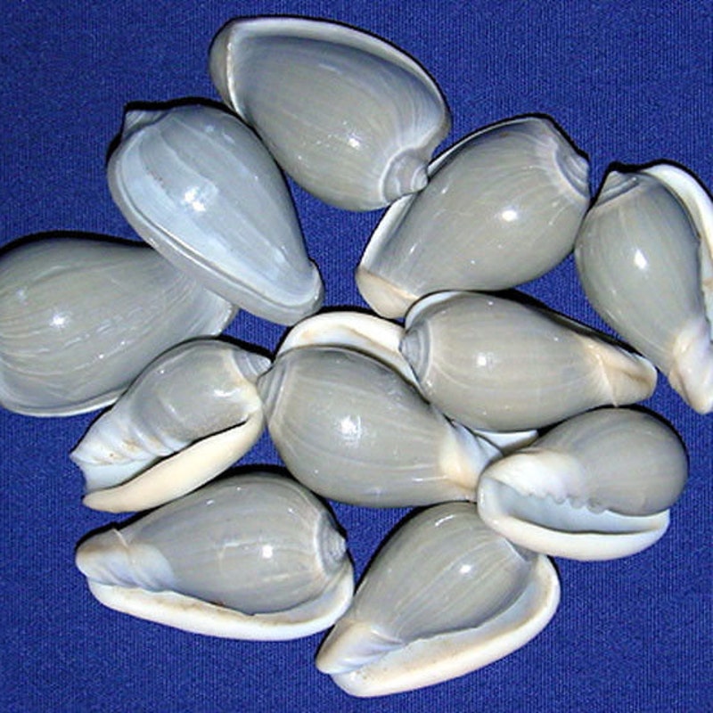Zebra Shells - Etsy