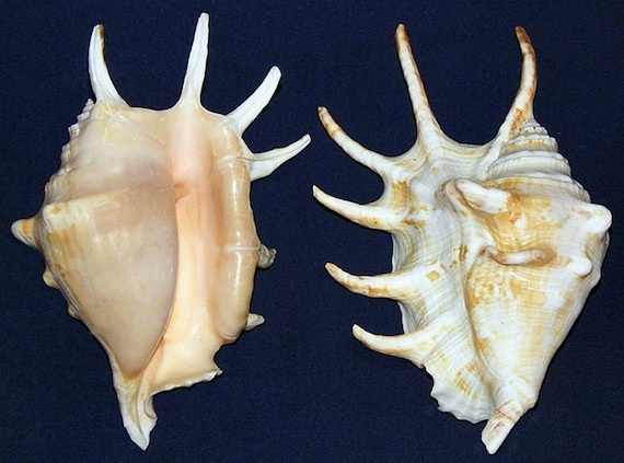 Lambis Lambis Conch Seashell 56 1 Shell | Etsy